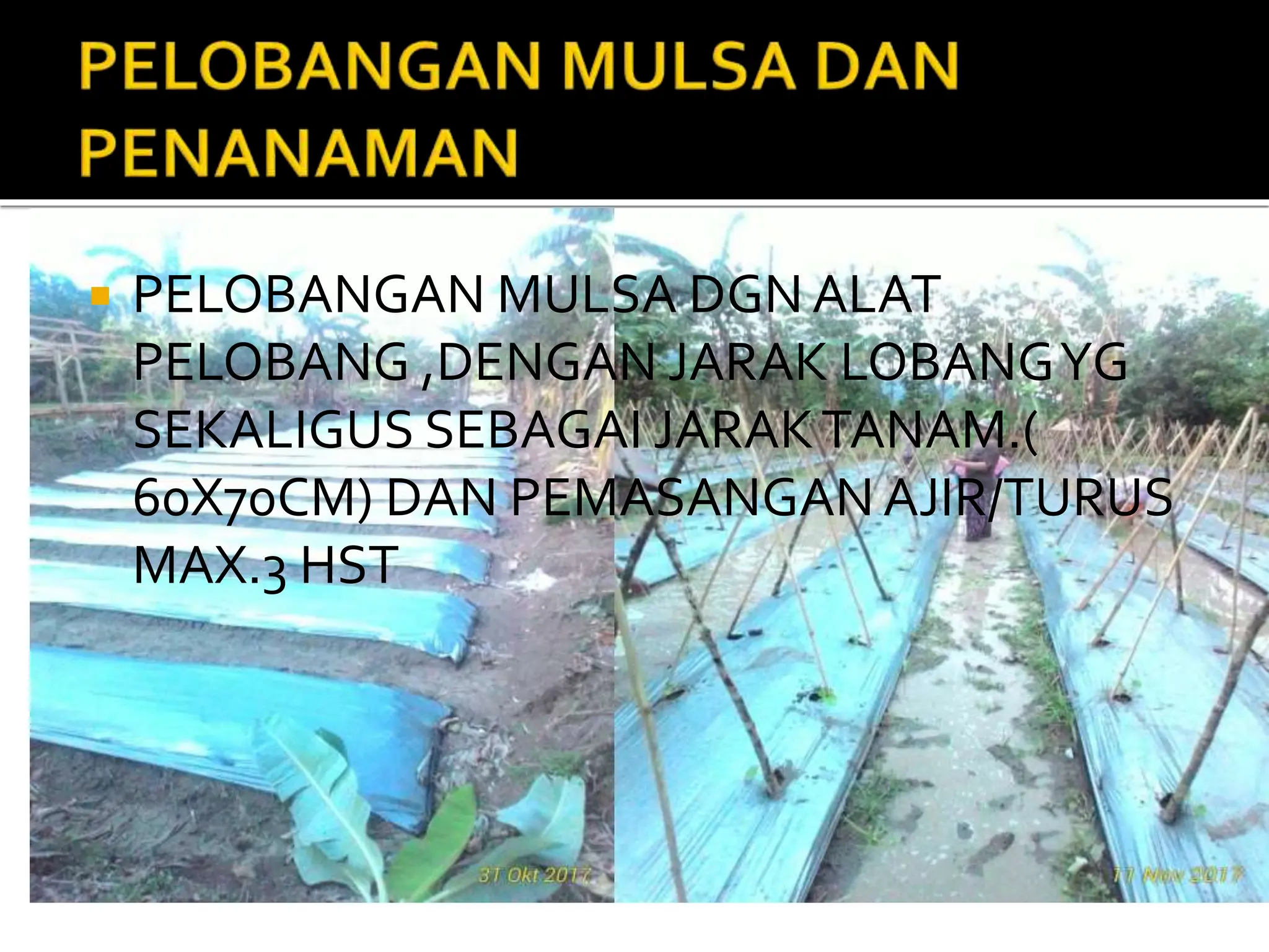 BUDIDAYA TOMAT PRA TANAM SAMPAI DENGAN PASCA PANEN.pptx