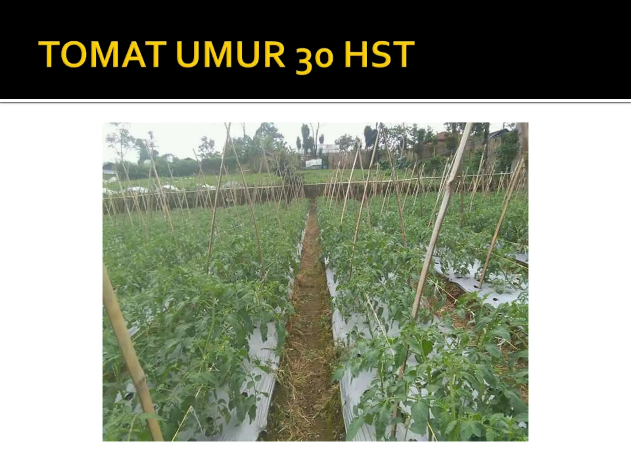 BUDIDAYA TOMAT PRA TANAM SAMPAI DENGAN PASCA PANEN.pptx
