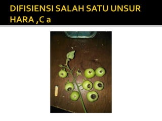 BUDIDAYA TOMAT PRA TANAM SAMPAI DENGAN PASCA PANEN.pptx
