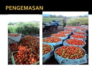 BUDIDAYA TOMAT PRA TANAM SAMPAI DENGAN PASCA PANEN.pptx