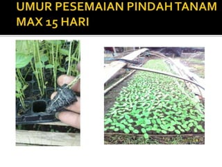 BUDIDAYA TOMAT PRA TANAM SAMPAI DENGAN PASCA PANEN.pptx