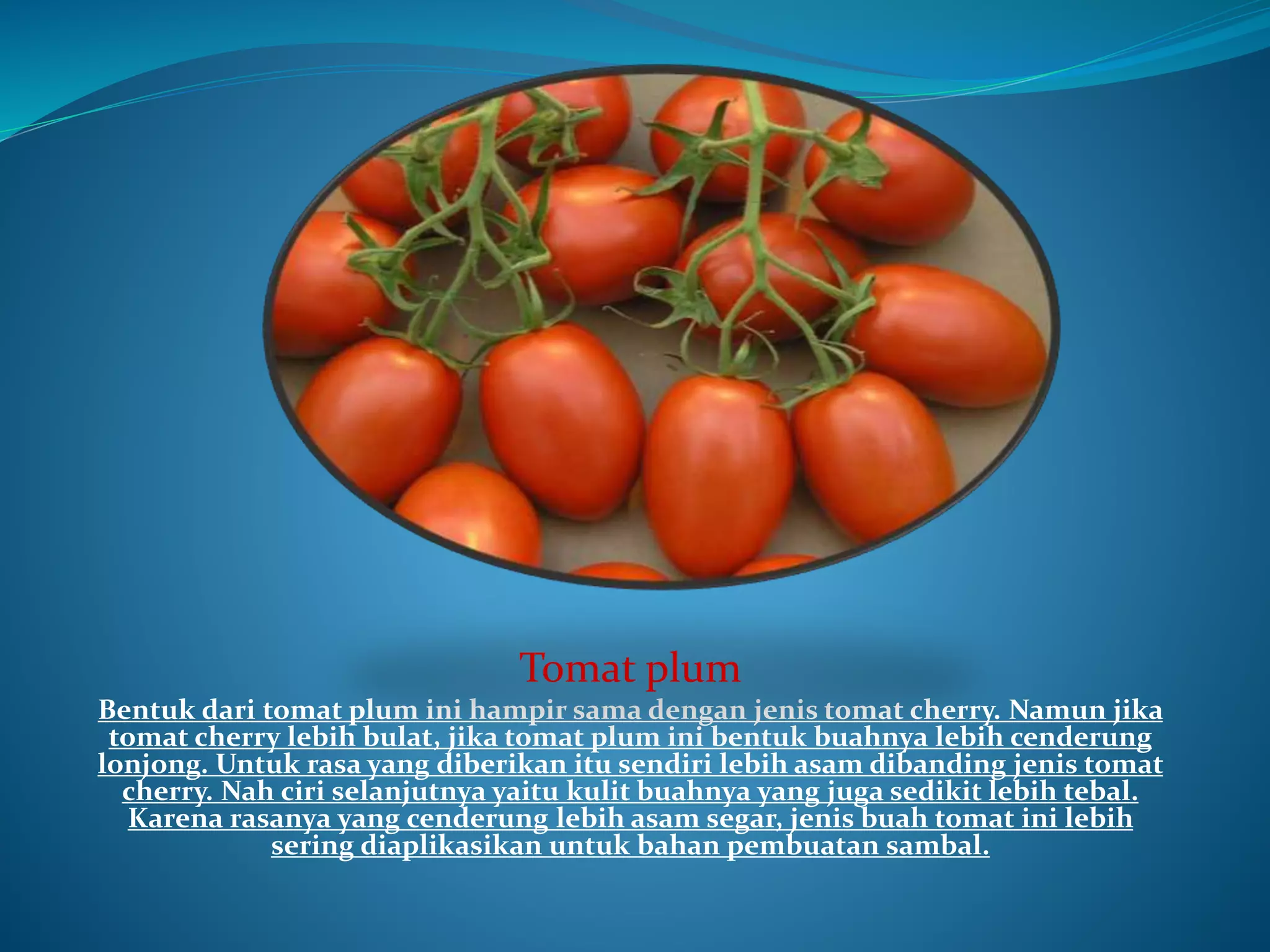 Budidaya tomat ptt | PPTX