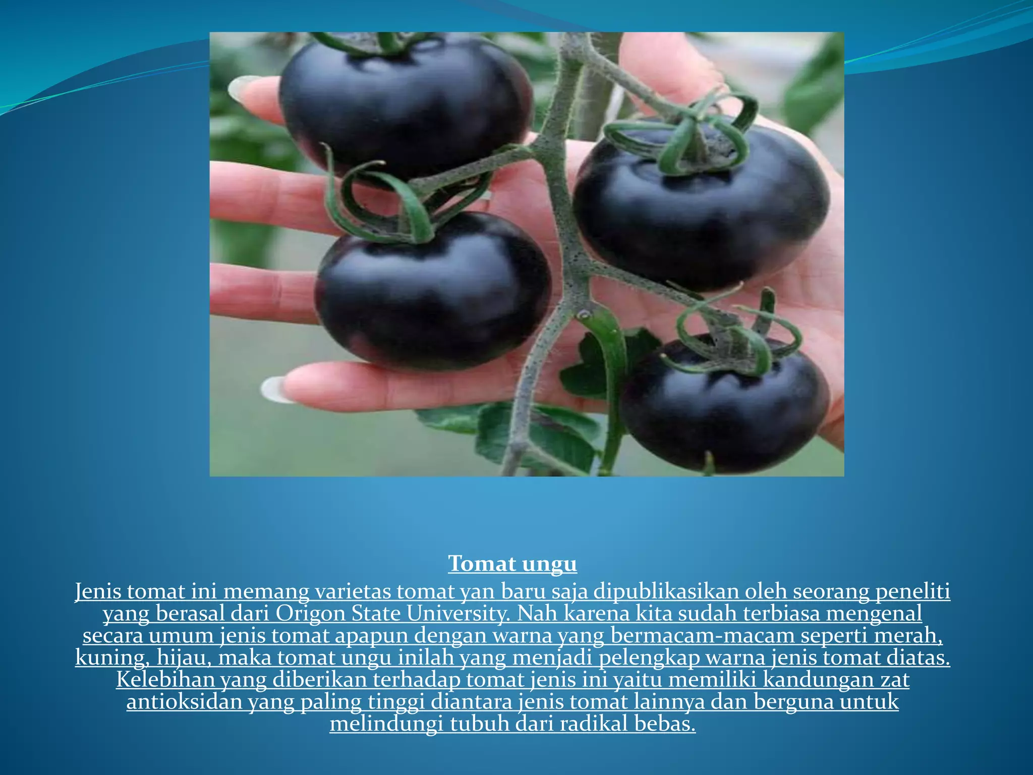 Budidaya tomat ptt | PPTX