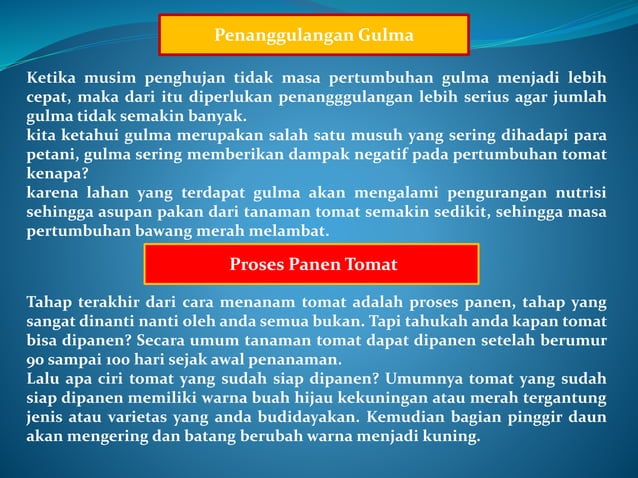 Budidaya tomat ptt | PPTX