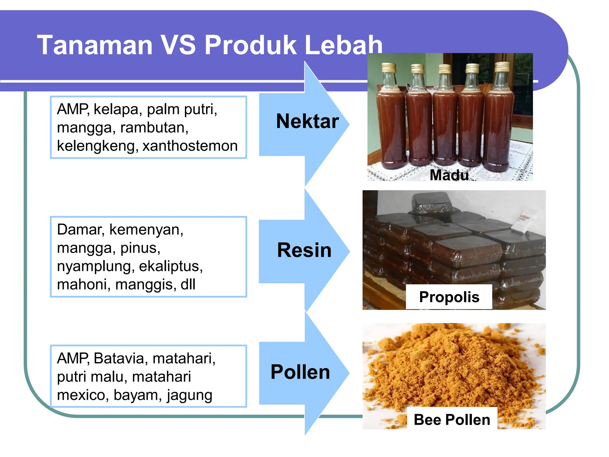 Budidaya Trigona yaitu Jenis lebah tanpa Sengat | PPT