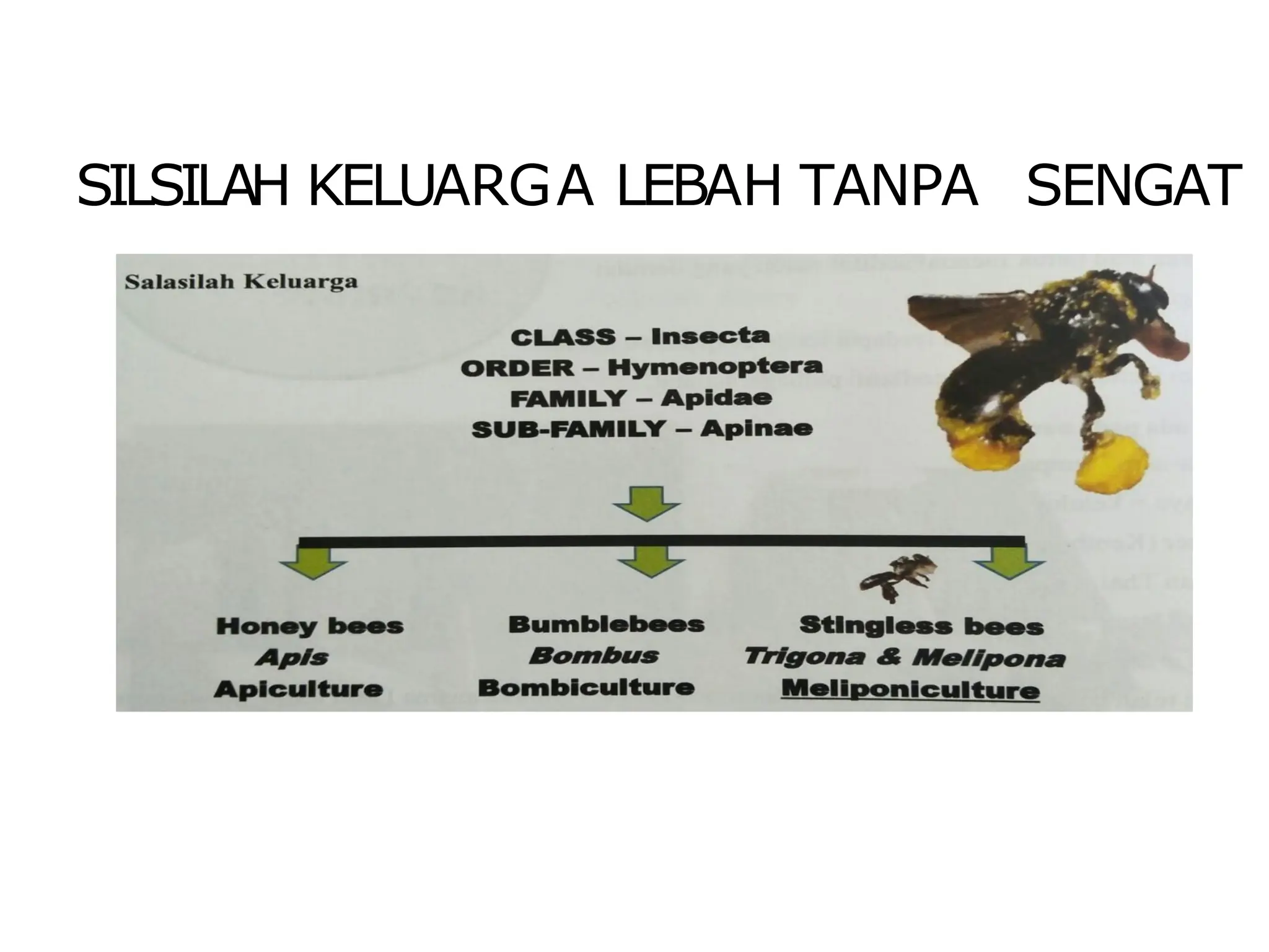 Budidaya Trigona yaitu Jenis lebah tanpa Sengat | PPT