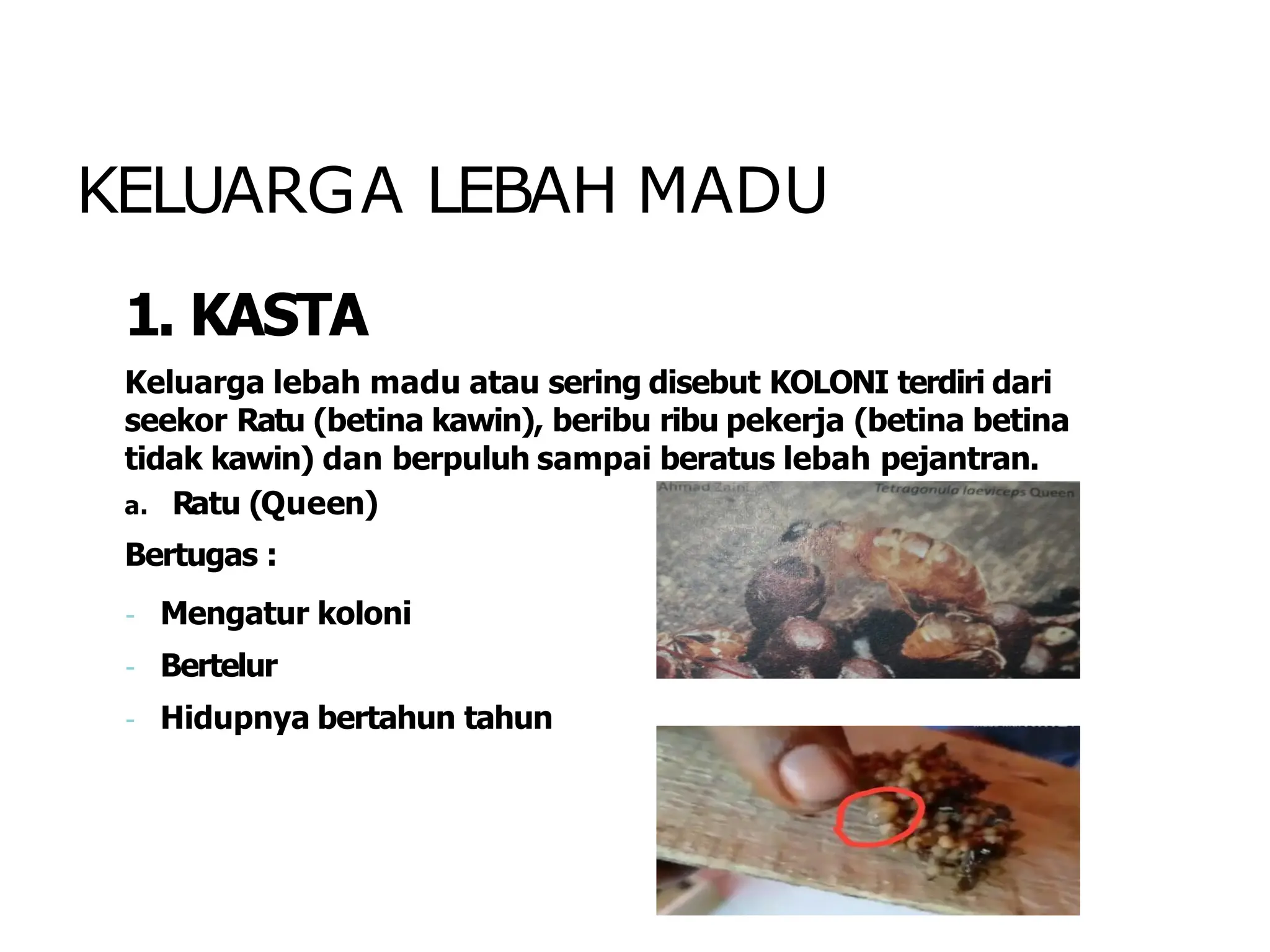 Budidaya Trigona yaitu Jenis lebah tanpa Sengat | PPT