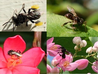 Budidaya Trigona yaitu Jenis lebah tanpa Sengat | PDF