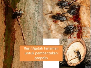 Budidaya Trigona yaitu Jenis lebah tanpa Sengat | PDF