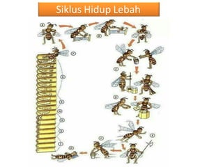 Budidaya Trigona yaitu Jenis lebah tanpa Sengat | PPT