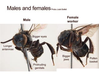 Budidaya Trigona yaitu Jenis lebah tanpa Sengat | PDF