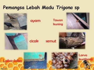 Budidaya Trigona yaitu Jenis lebah tanpa Sengat | PDF