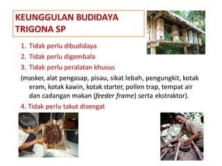 Budidaya Trigona yaitu Jenis lebah tanpa Sengat | PDF