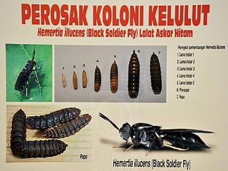 Budidaya Trigona yaitu Jenis lebah tanpa Sengat | PDF