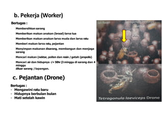 Budidaya Trigona yaitu Jenis lebah tanpa Sengat | PDF