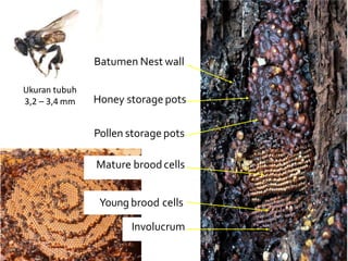 Budidaya Trigona yaitu Jenis lebah tanpa Sengat | PDF