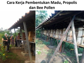 Budidaya Trigona yaitu Jenis lebah tanpa Sengat | PDF