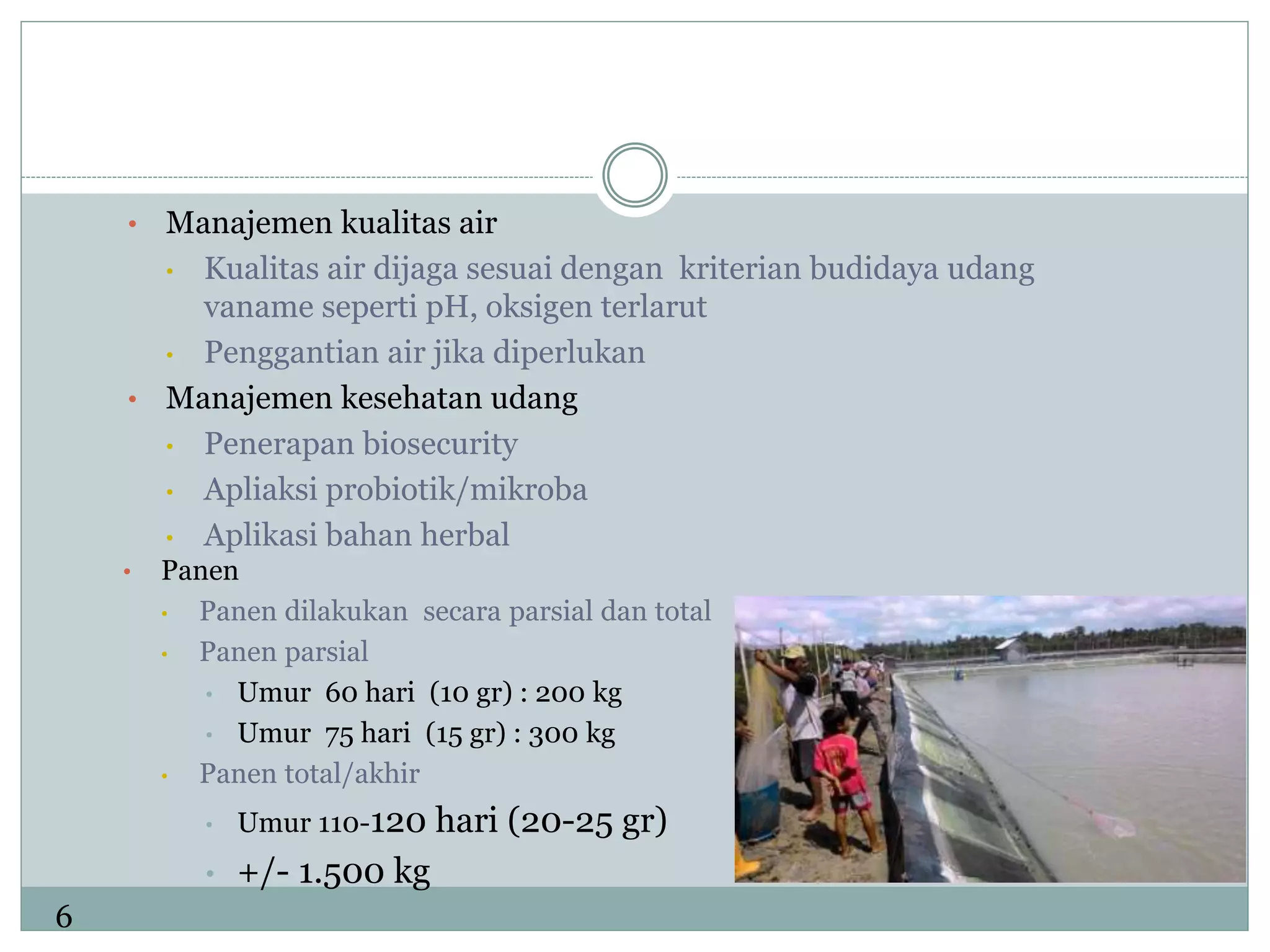 Budidaya Udang Vaname Berbasis Mikroba Revisipptx