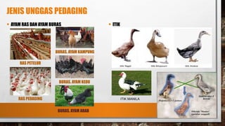 BUDIDAYA UNGGAS Prakarya dan Kewirausahaan.pptx