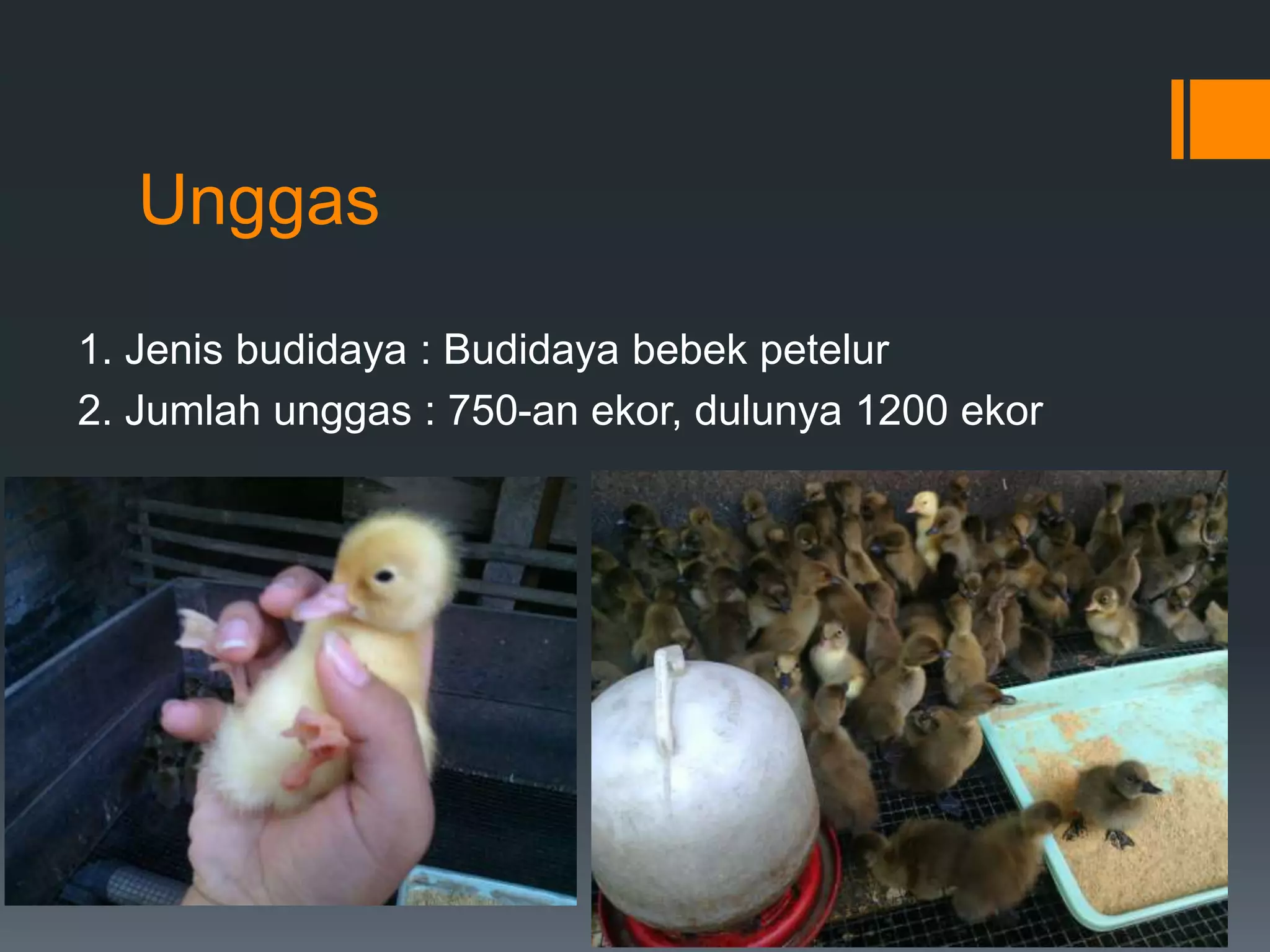 Budidaya unggas petelur | PPTX