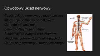 Budowa i funkcja neurnów | PDF
