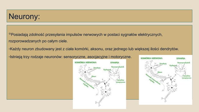 Budowa i funkcja neurnów | PDF