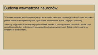 Budowa i funkcja neurnów | PDF