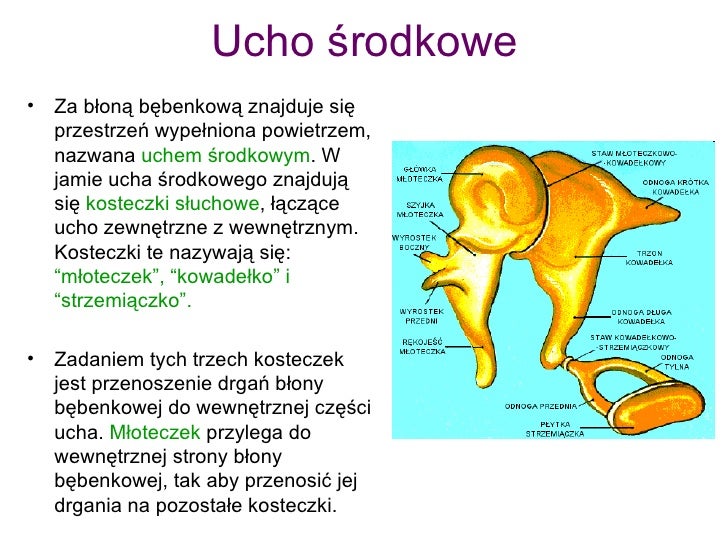 Budowa ucha ludzkiego