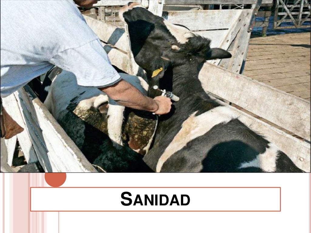 Buenas practicas pecuarias