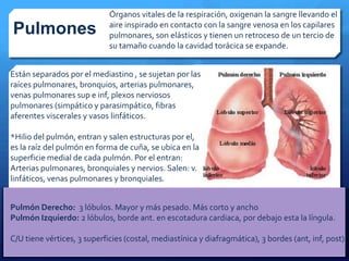 Aparato Respiratorio | PPTX