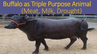 Buffalo as triple purpose animal | PPT