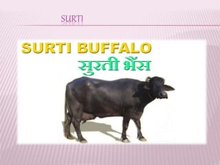 buffalo [Autosaved].pptx