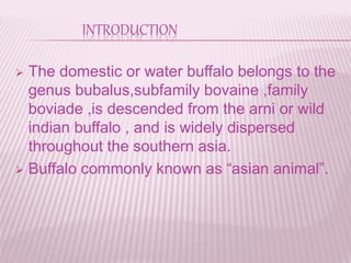 buffalo [Autosaved].pptx