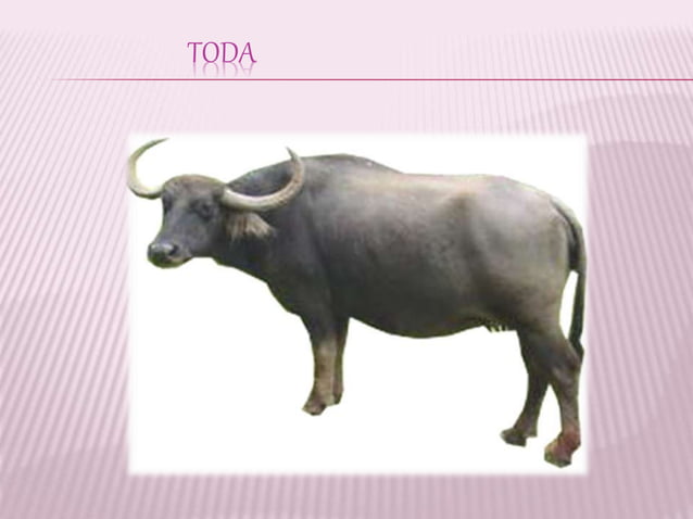 buffalo [Autosaved].pptx
