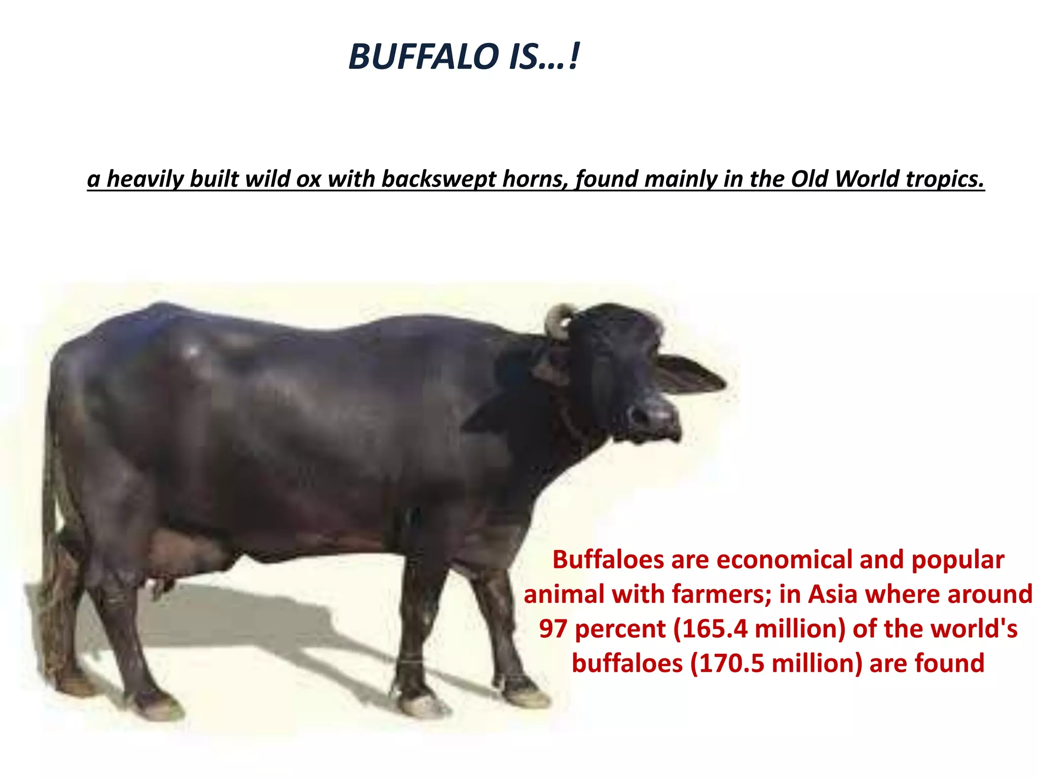 Buffalo breed of pakistan | PPTX