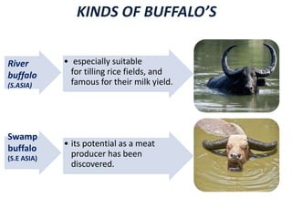 Buffalo breed of pakistan | PPTX