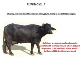 Pakistani Buffalo