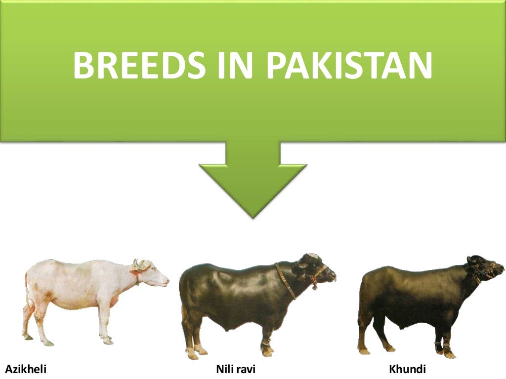 Buffalo breed of pakistan