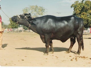 Buffalo breeds | PPT
