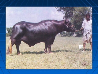 Buffalo breeds | PPT