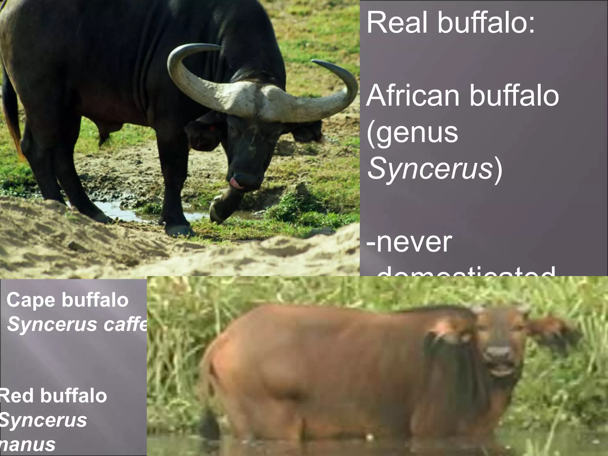 Buffalo breeds by Dr B.Sunil kumar | PPT