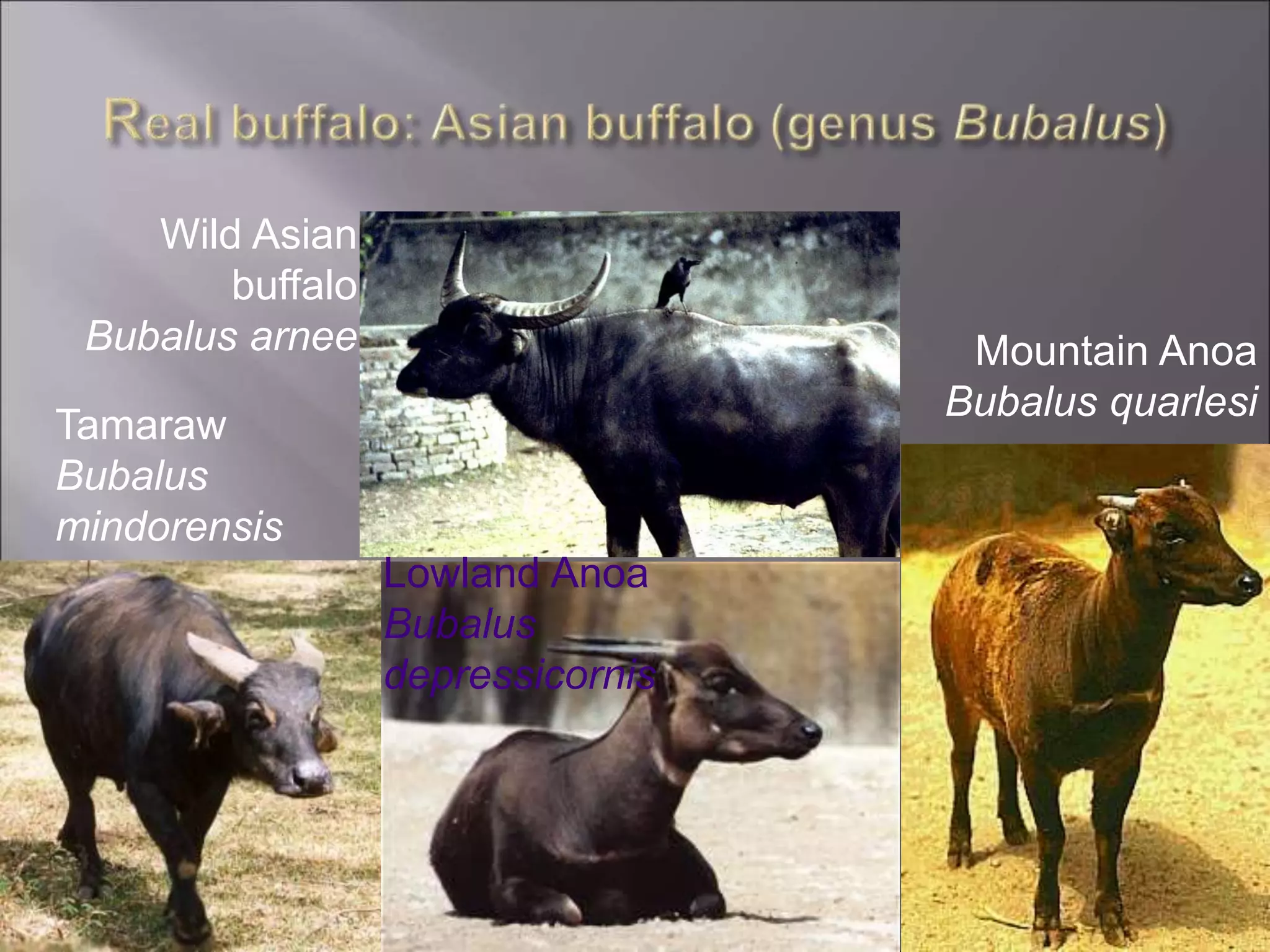 Buffalo breeds by Dr B.Sunil kumar | PPT