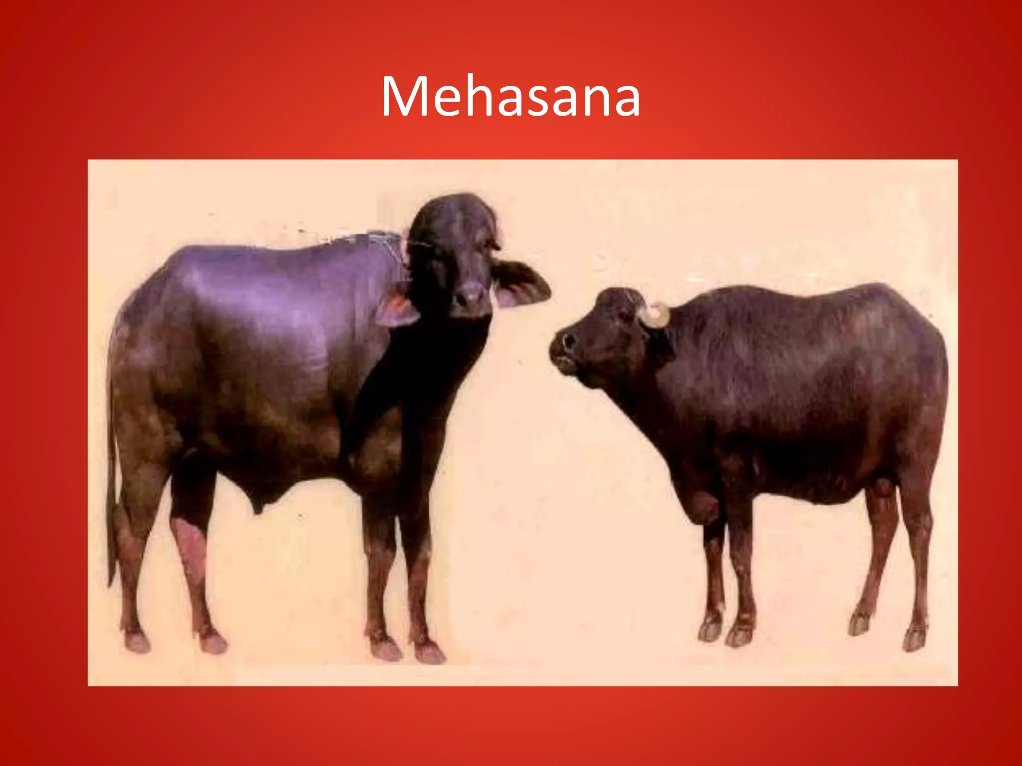 Buffalo breeds of india more info | PPTX