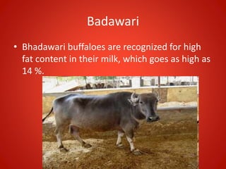 Buffalo breeds of india more info | PPTX