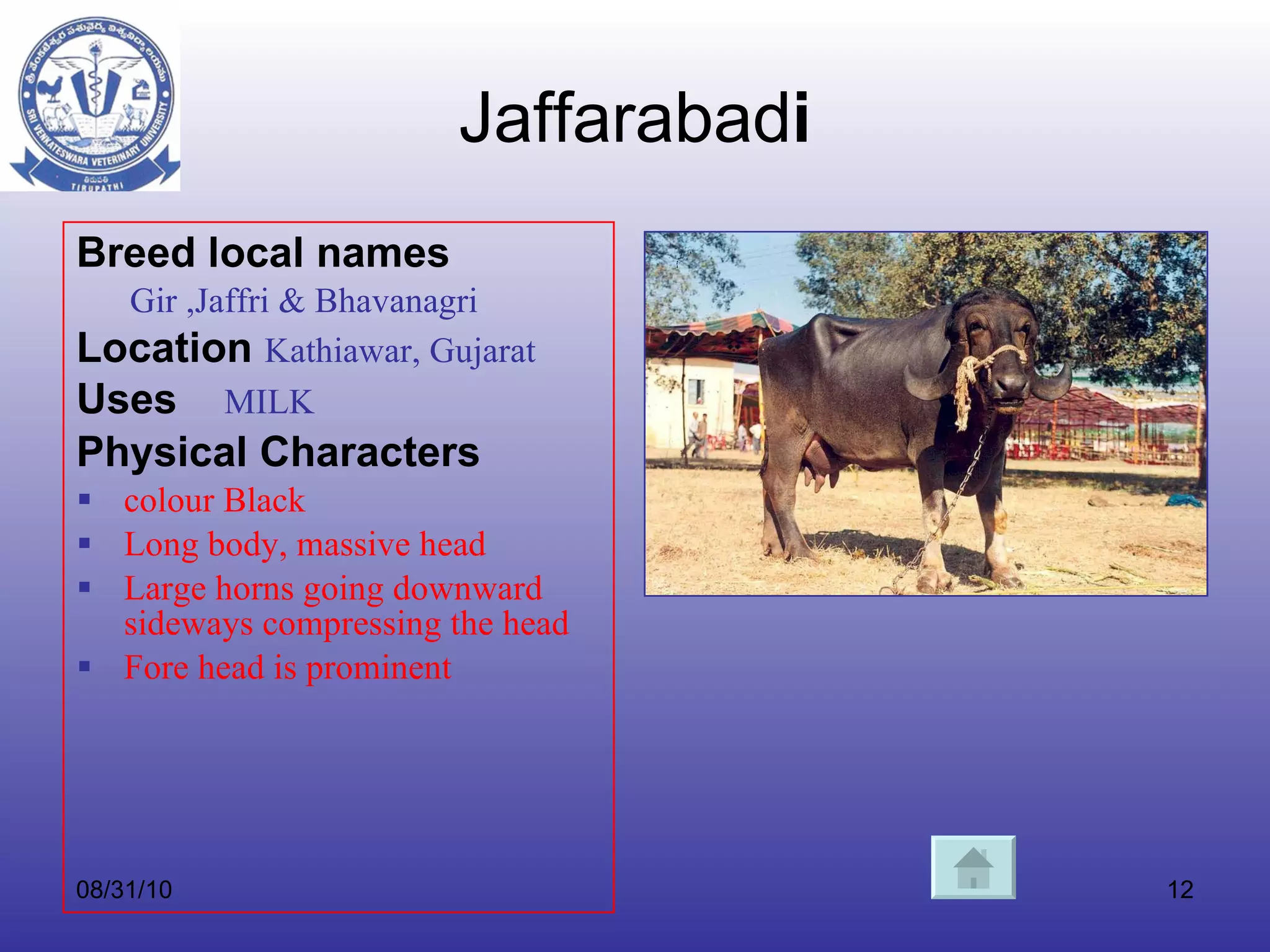 Buffalo breeds 1 | PPT