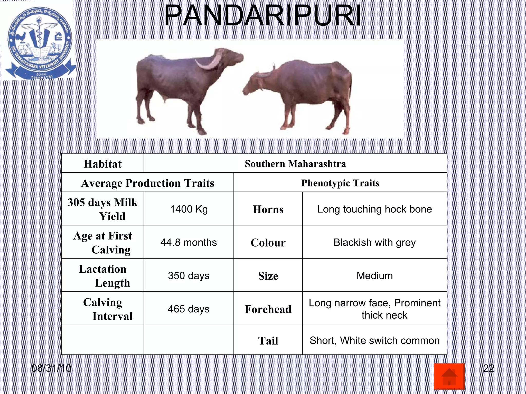 Buffalo breeds 1 | PPT