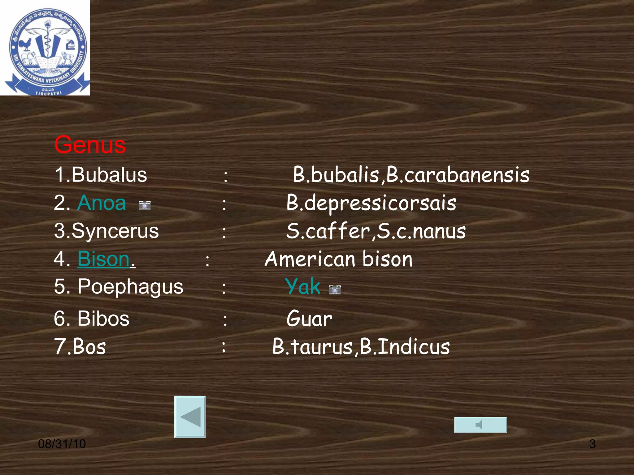 Buffalo breeds 1 | PPT
