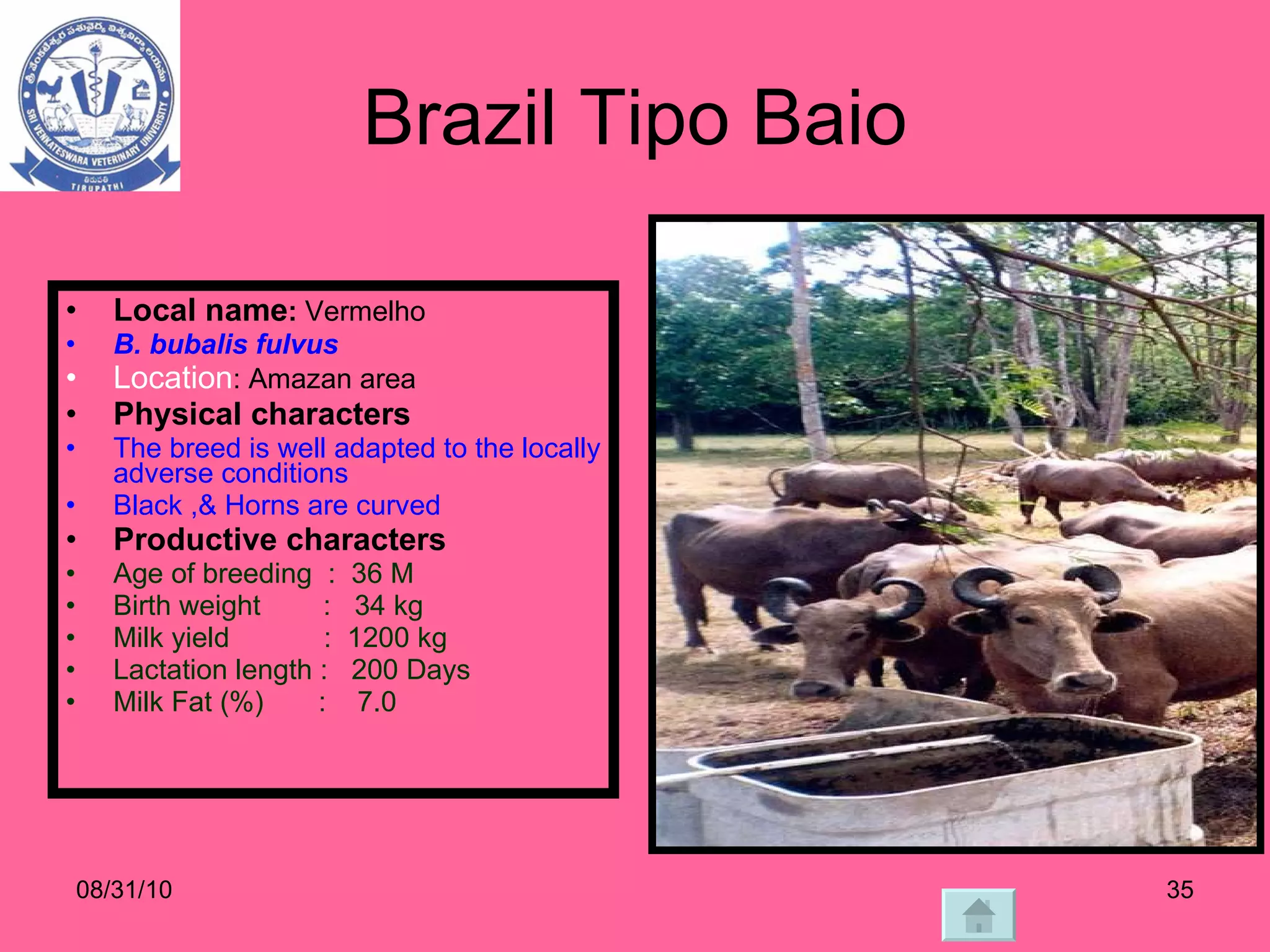 Buffalo breeds 1 | PPT