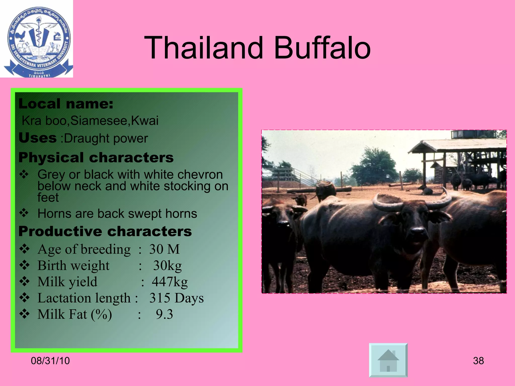 Buffalo breeds 1 | PPT