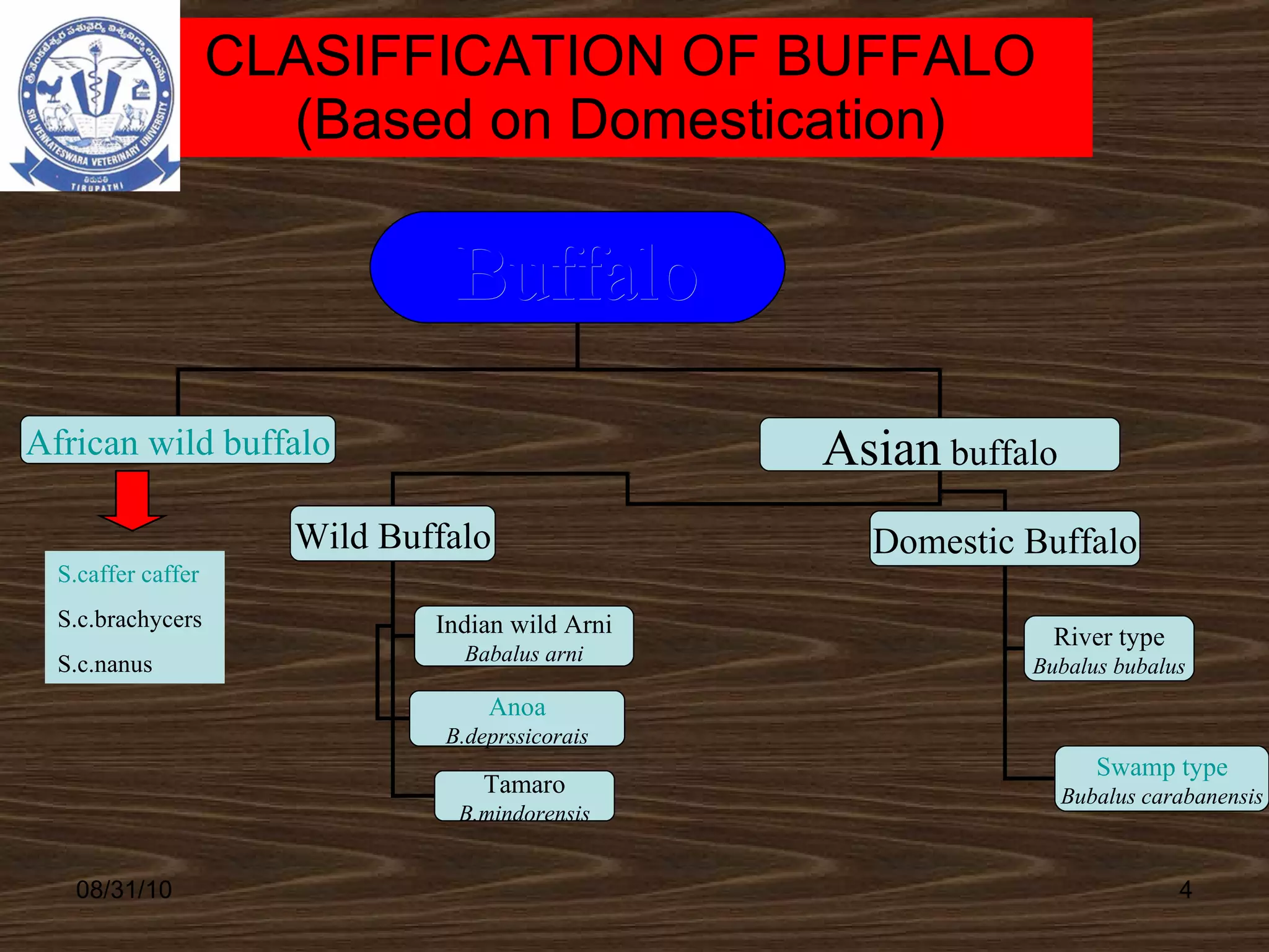 Buffalo breeds 1 | PPT